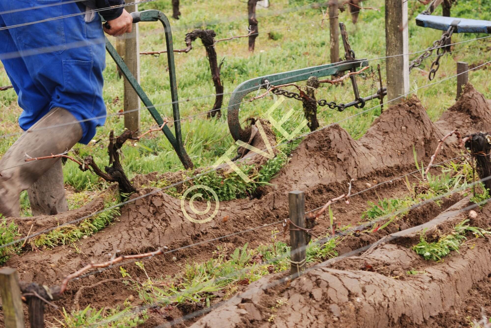 Charrue - Cheval-et-vigne.fr