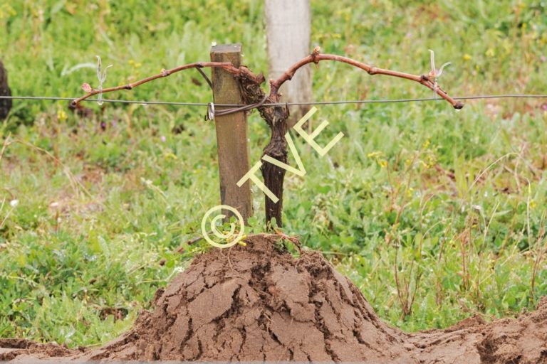 Charrue - Cheval-et-vigne.fr